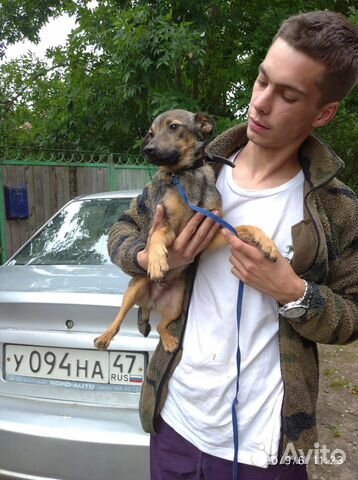 Ищет дом мелкий пёсик Цезарь