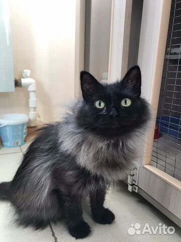 Кошка молодая бесплатно