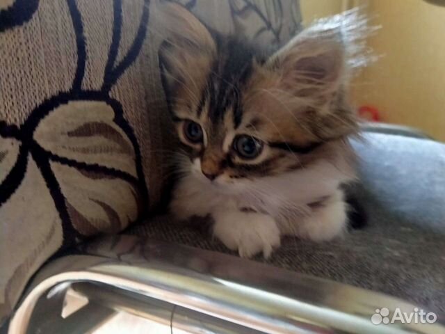 Милашка-симпотяшка