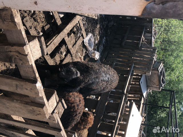 Свинья боров