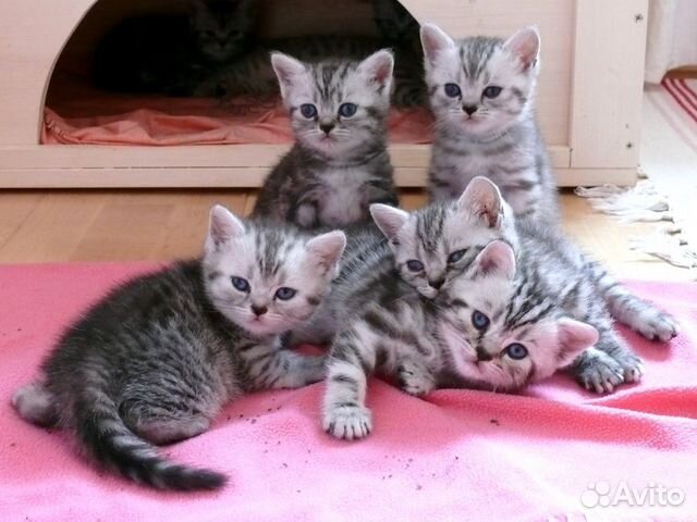Британские котята вискас