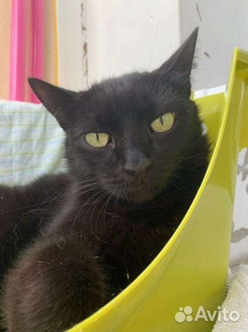 Бумер отдам в добрые руки. Доставка