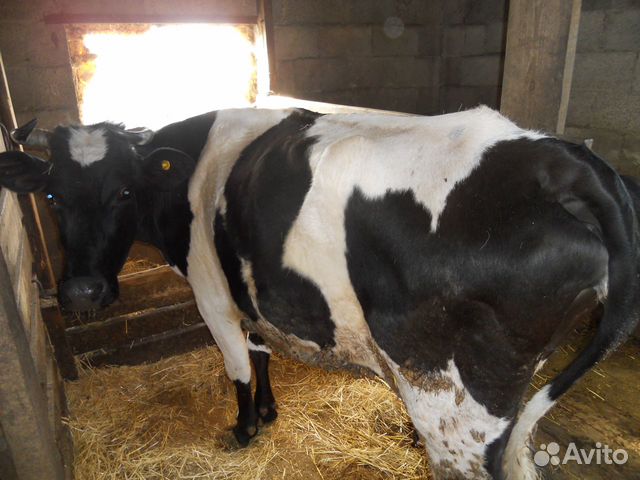 Продам коров на мясо