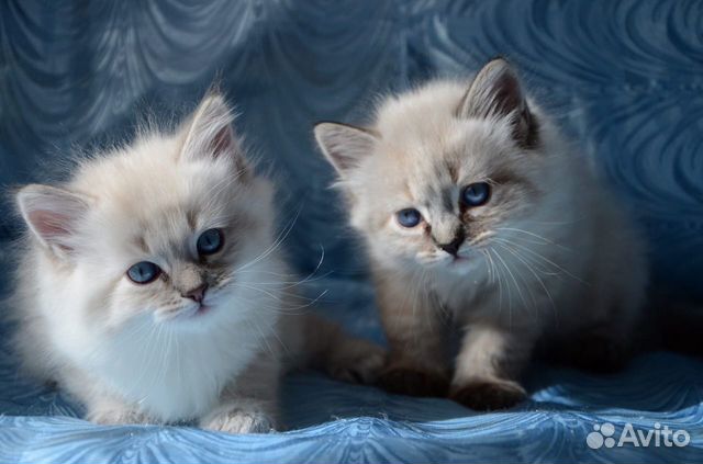 Невские маскарадные котятки