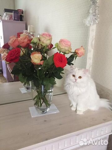 Котик Фуши(персик) ждёт невесту, вязка на его терр