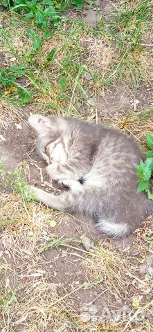 Дымочка ищет дом