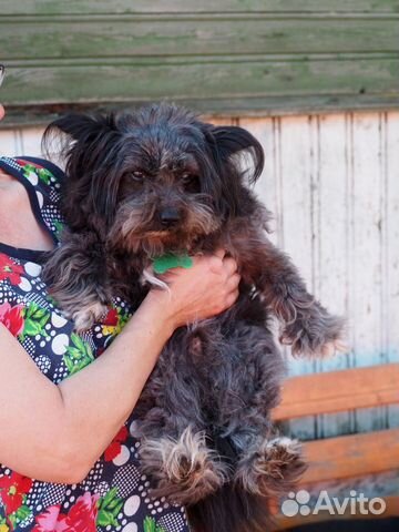 Маленькая собака в добрые руки в дар