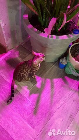 Бенгальская кошечка