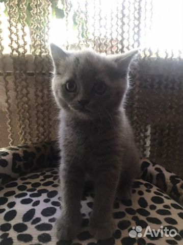 Британские котята