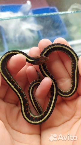 Подвязочная змея