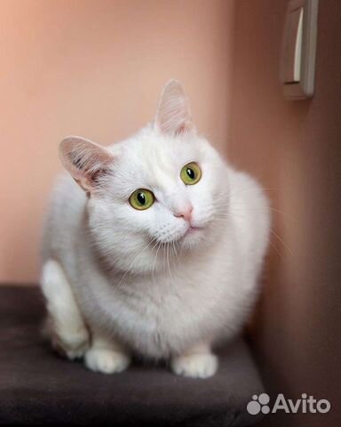 Белоснежный кот Жорик