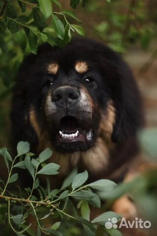 Тибетский мастиф щенки