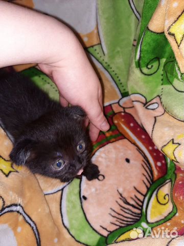 Британские котята