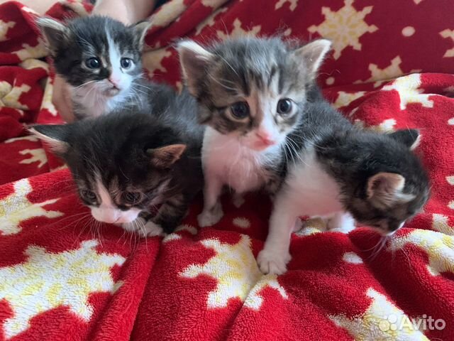 Котята в добрые руки