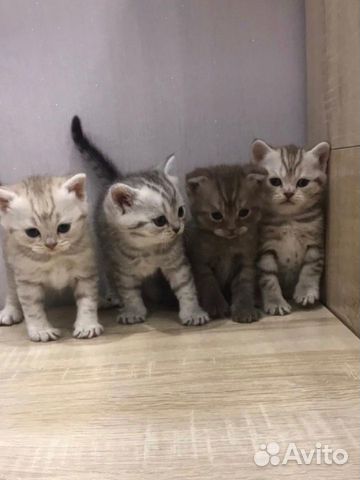 Шотландские котята