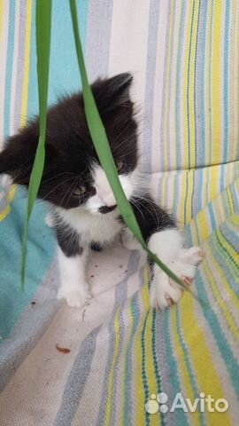 Продам котят