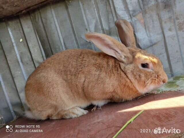 Крол, и 2 крольчихи отдам за 2500