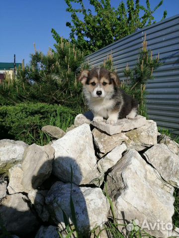 Вельш корги пемброк