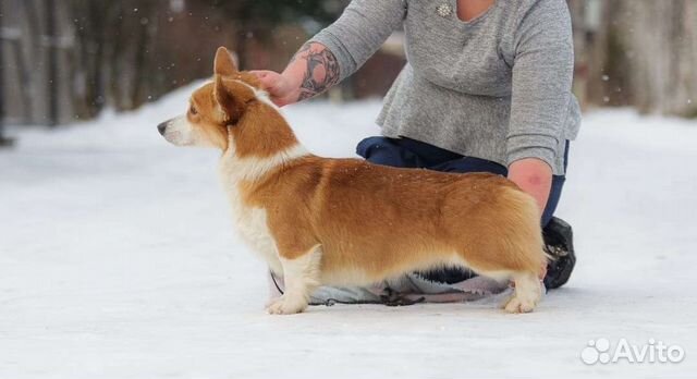 Вельш-корги щенки