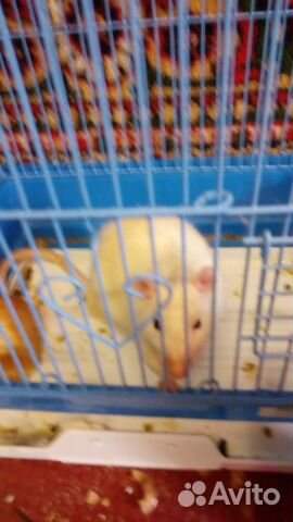 Котик Рыжик и крыска Гаврюша