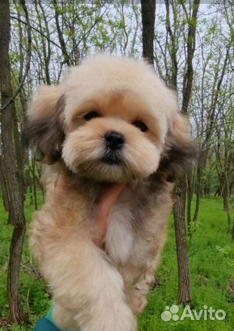 Корея мальтипу Мальчик Ф1