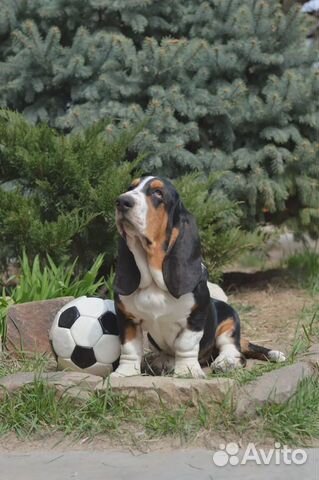 Продается щенок Бассет Хаунда из питомника