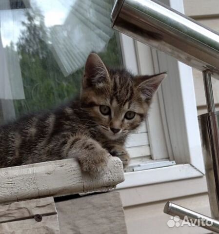 Домашний полосатик котенок 1,5 месяца в добрые рук