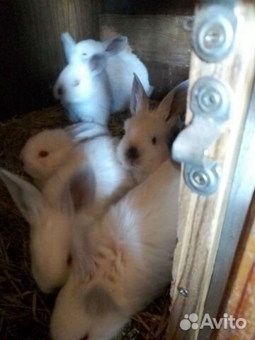 Крольчата колифорния