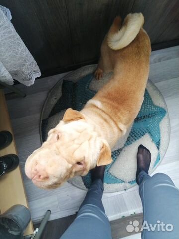 Шарпей в добрые руки