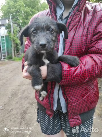 Ищет дом щенок не крупной Собачки Малинка