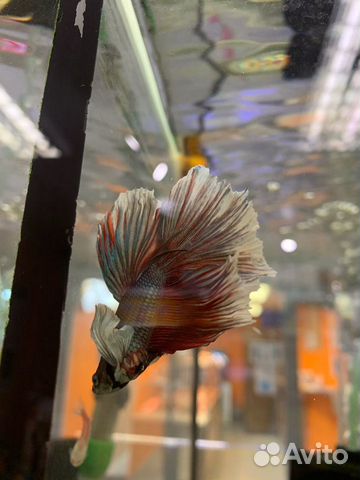 Рыбка Петушок слоноухий