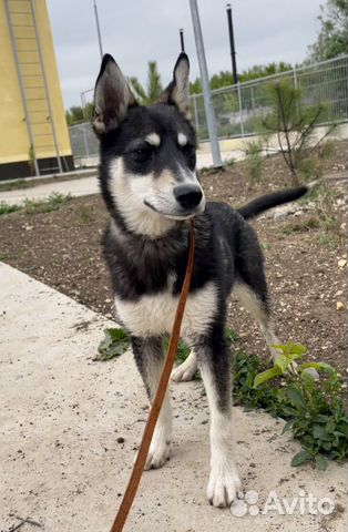 Щенок клео в добрые руки карликовая хаски