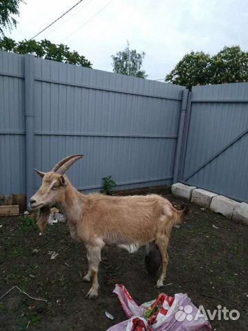 Козы дойные и козлята от 1500