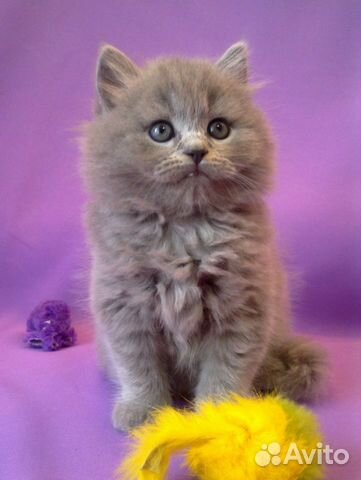 Котята огонь хайленд