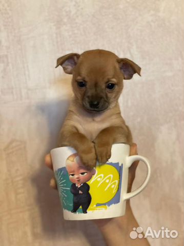 Той-терьер щенки