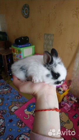 Декоративные кролики