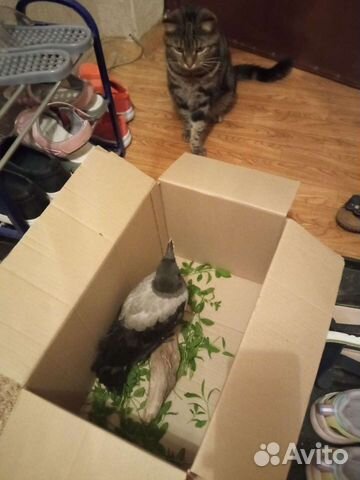 Птенец галки