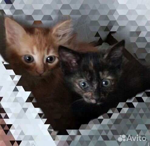 Замечательные котодетки