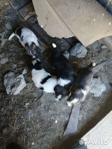 Отдам в хорошие руки щенки три мальчика и девочка