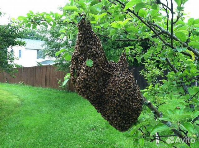 Сниму рой пчел