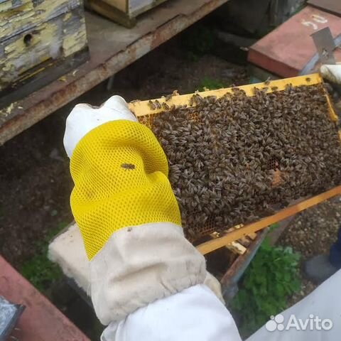 Пчелы пчелосемьи отводки