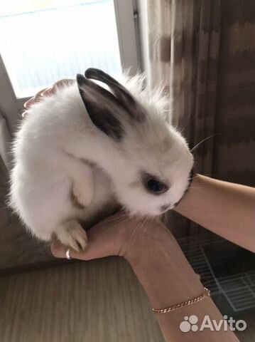 Кролик декоративный