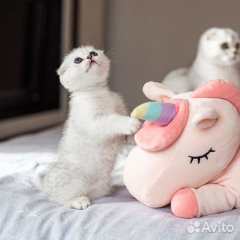 Шотландские котята шоу класс
