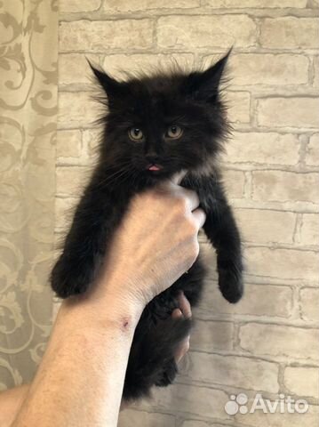 Маленький чертенок ушки кисточки, уголек)