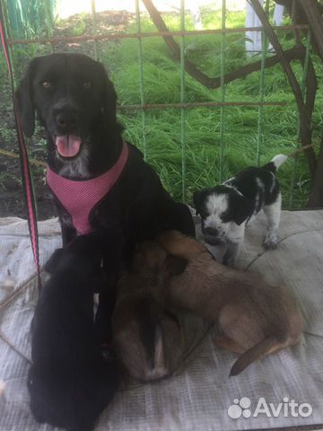 Спаниельки