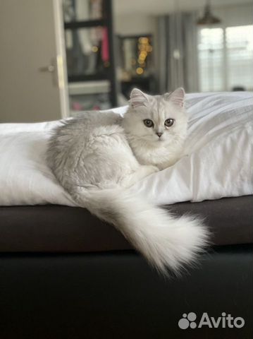 Шотландская длинношёрстная прямоухая кошечка