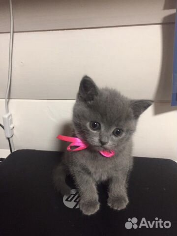 Кошка британка
