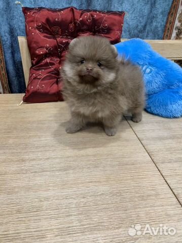 Померанец Ласковый Мишка