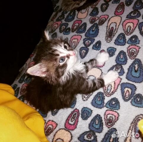 Котенок мальчик