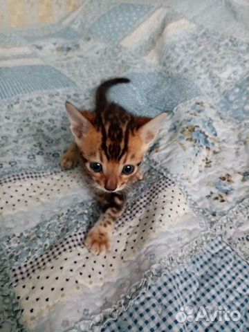 Бенгальские котята